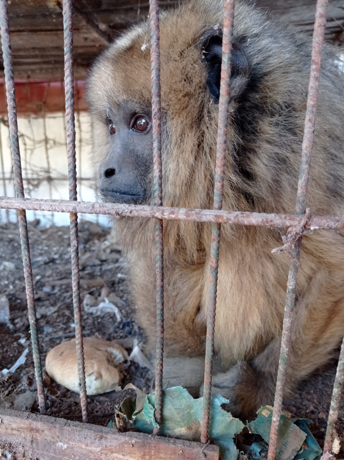 Hallaron a un Mono Carayá viviendo cutiverio en una vivienda